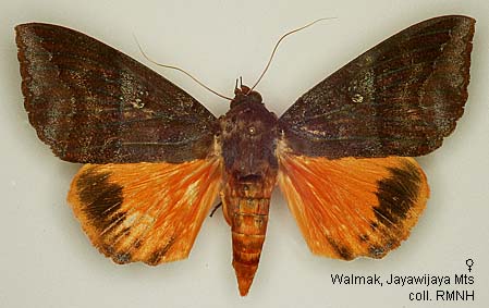 Papua Insects Foundation (Lepidoptera/Erebidae/Erebinae/Ophiusini/Thyas ...